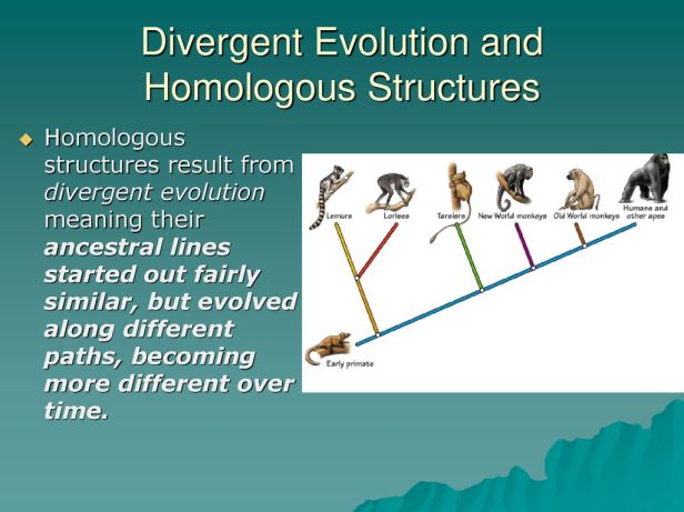 Who are the Real Monkeys? An Introspective on Human Relations with ...